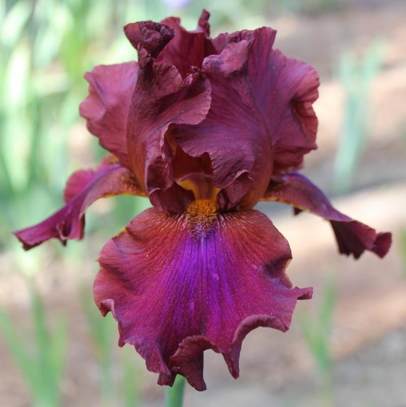 Photo of the bloom of Tall Bearded Iris (Iris 'Fan Flare') posted by ...