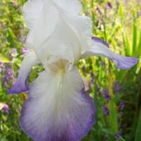 Tall Bearded Iris (Iris 'Emma Cook') in the Irises Database - Garden.org
