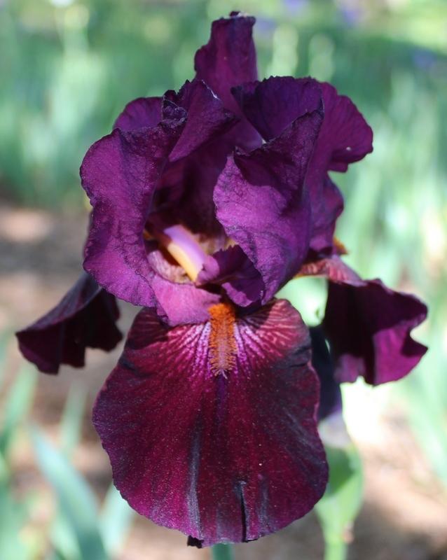 Tall Bearded Iris (Iris 'Evening in Paris') in the Irises Database ...