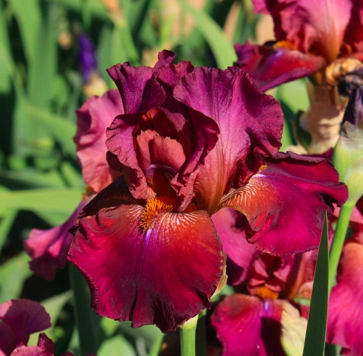 Tall Bearded Iris (Iris 'Her Royal Highness') in the Irises Database ...