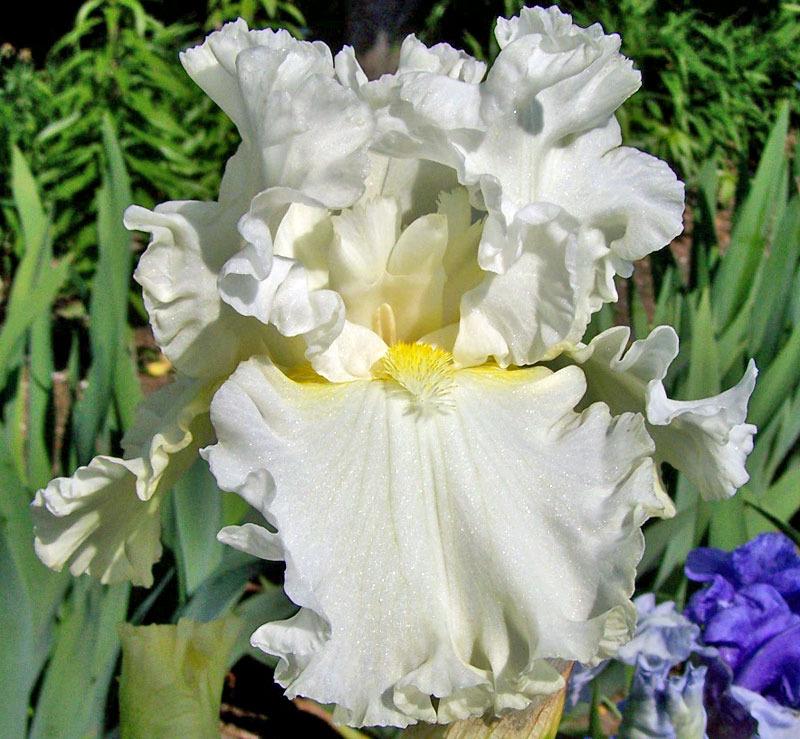 Photo of the bloom of Tall Bearded Iris (Iris 'Elizabeth Poldark ...