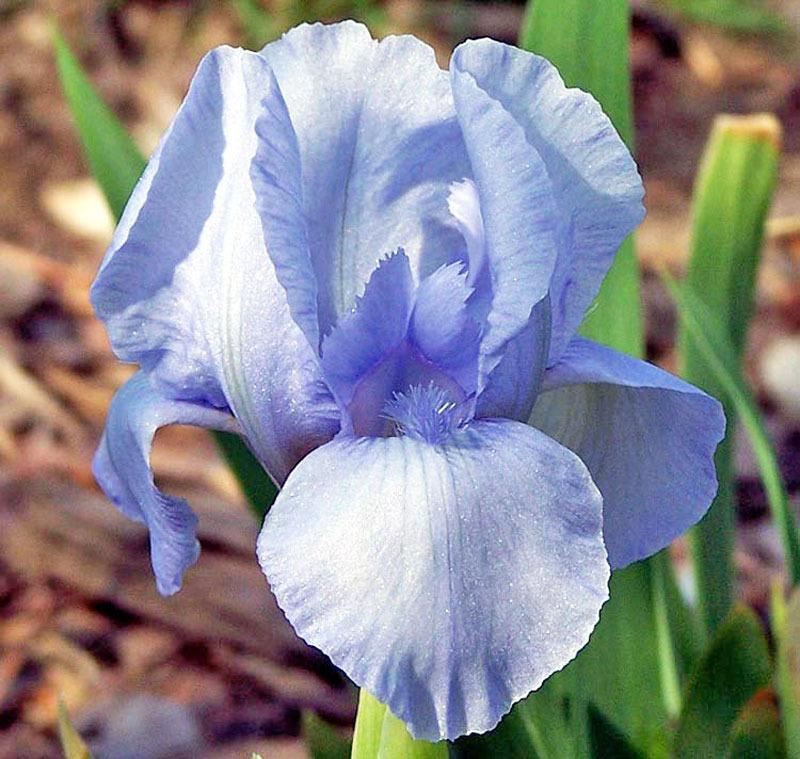 Miniature Dwarf Bearded Iris (Iris 'Robin's Egg') in the Irises ...