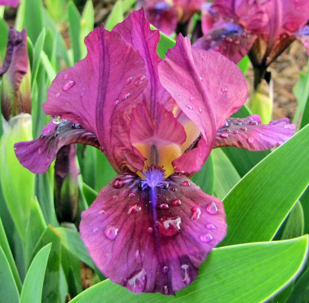 Photo of the bloom of Standard Dwarf Bearded Iris (Iris 'Raspberry Jam ...