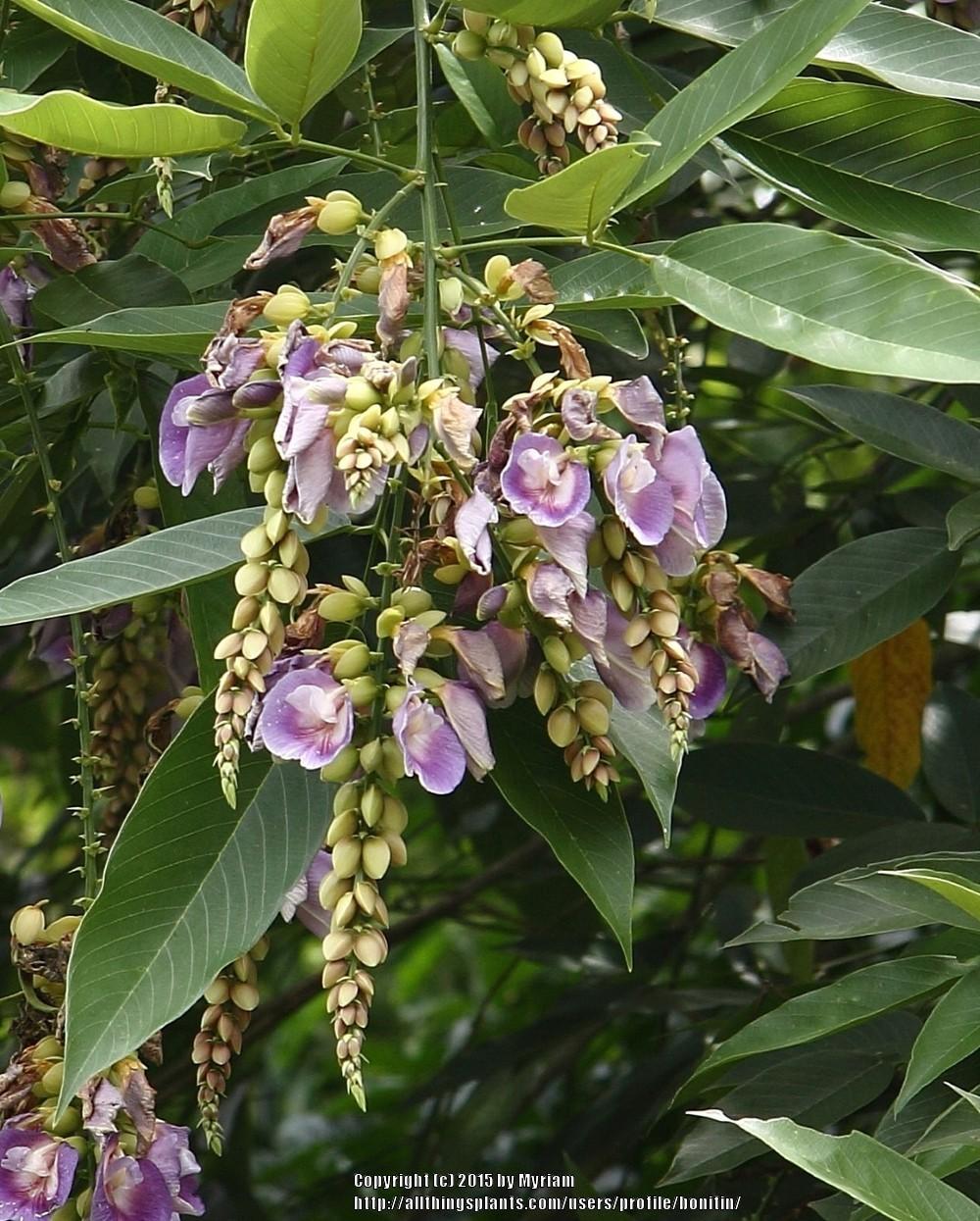 Butterfly Pea Tree (Clitoria fairchildiana) - Garden.org