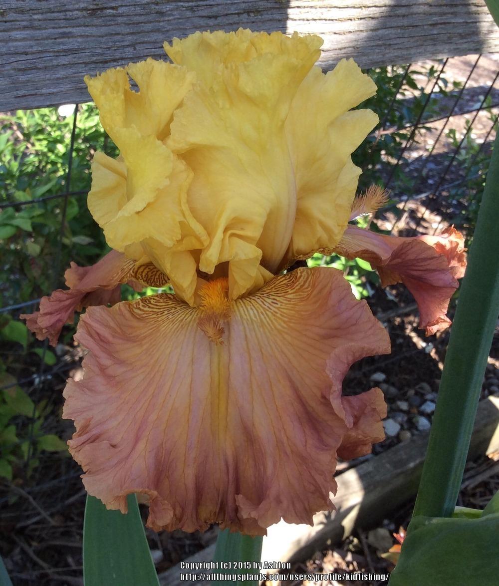 Photo of the bloom of Tall Bearded Iris (Iris 'Good Point') posted by ...