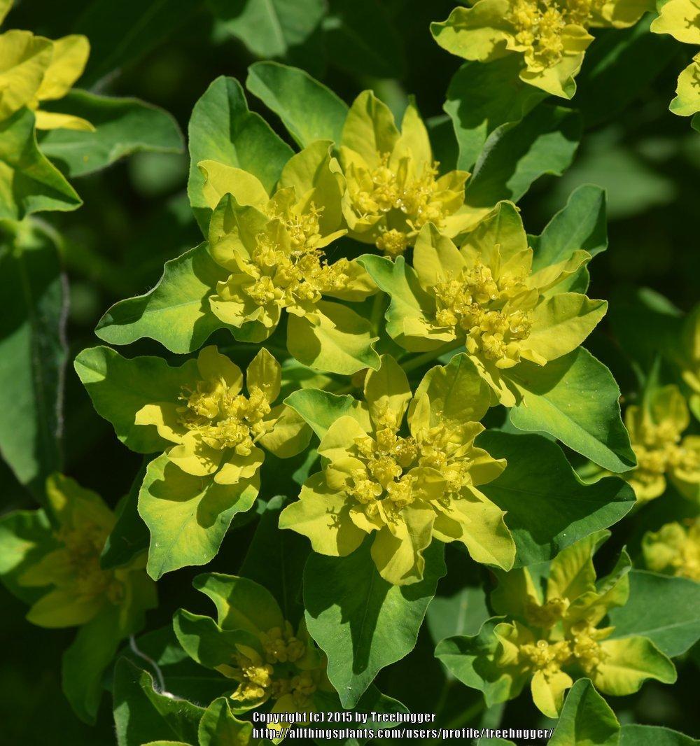 Euphorbias: Plant Care and Collection of Varieties - Garden.org