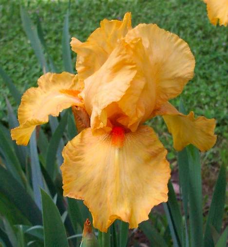 Tall Bearded Iris (Iris 'Fresno Fiesta') in the Irises Database ...