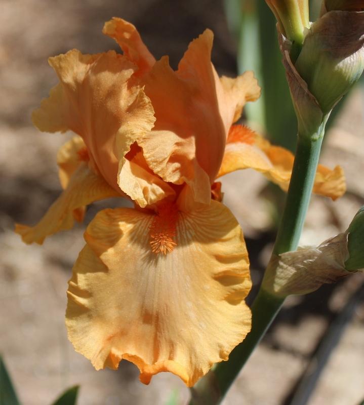 Tall Bearded Iris (Iris 'Flaming Day') in the Irises Database - Garden.org