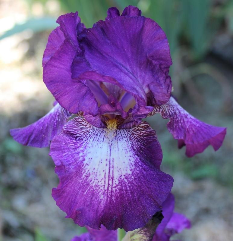 Tall Bearded Iris (Iris 'Far Galaxies') in the Irises Database - Garden.org