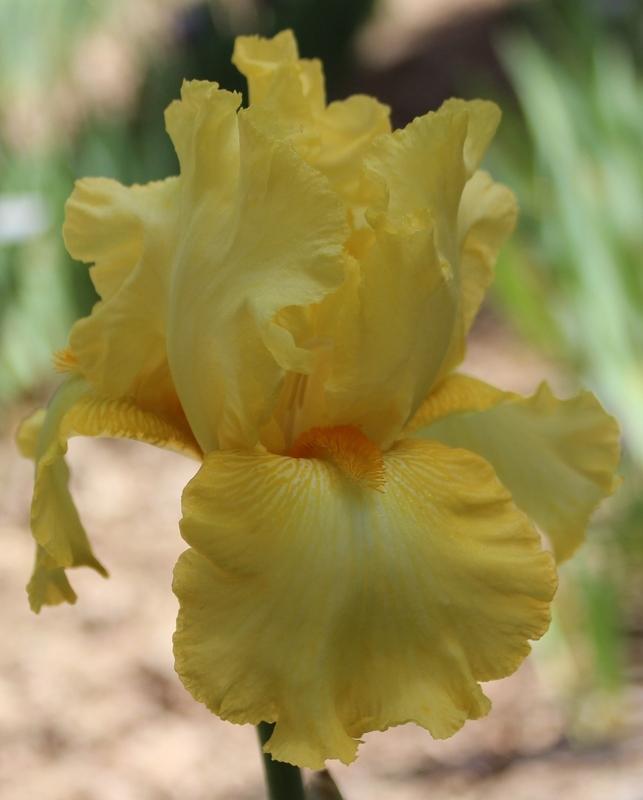 Tall Bearded Iris (Iris 'Full Moon') in the Irises Database - Garden.org