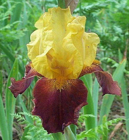 Tall Bearded Iris (Iris 'Fiesta Brava') in the Irises Database - Garden.org