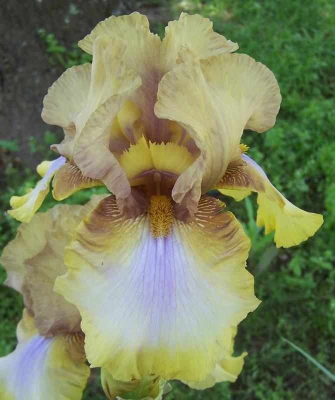 Tall Bearded Iris (Iris 'Fiesta Song') in the Irises Database - Garden.org