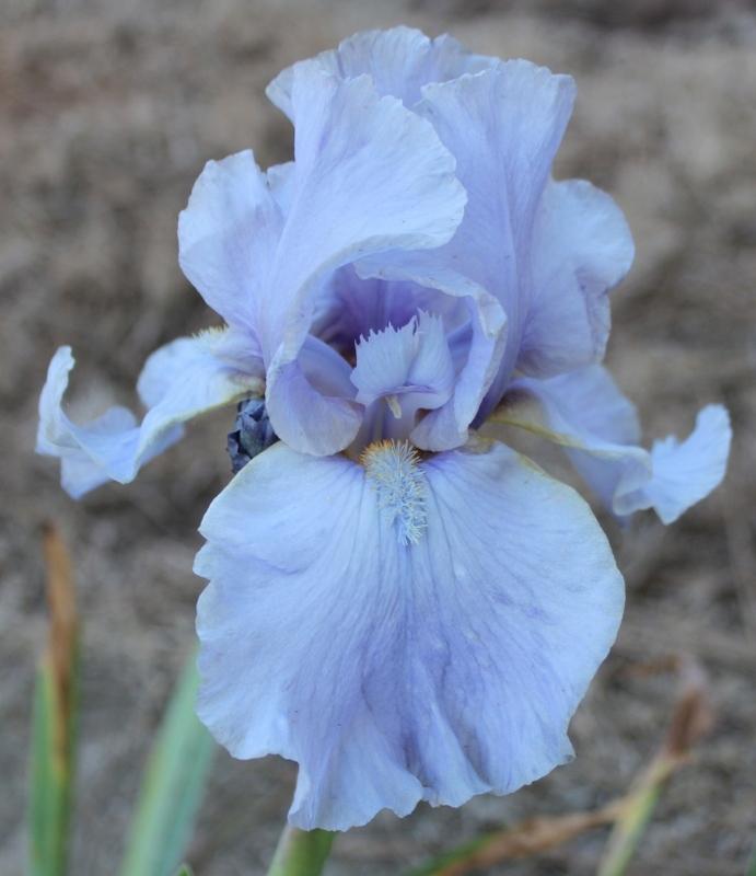 Tall Bearded Iris (Iris 'Ghost Story') in the Irises Database - Garden.org
