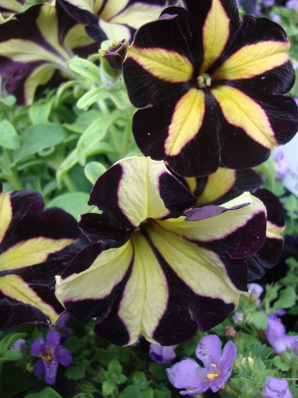 Photo of the bloom of Petunia Phantom™ posted by Paul2032 - Garden.org