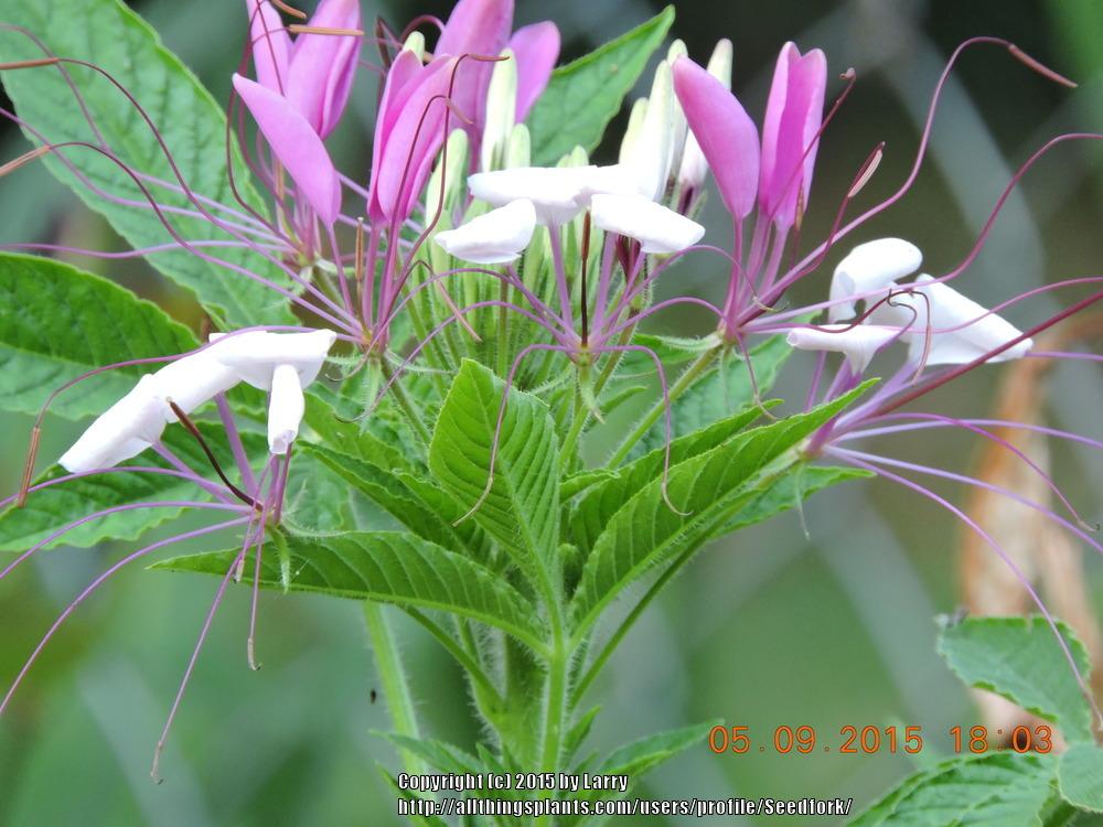 Photo of the bloom of Cleome posted by Seedfork - Garden.org