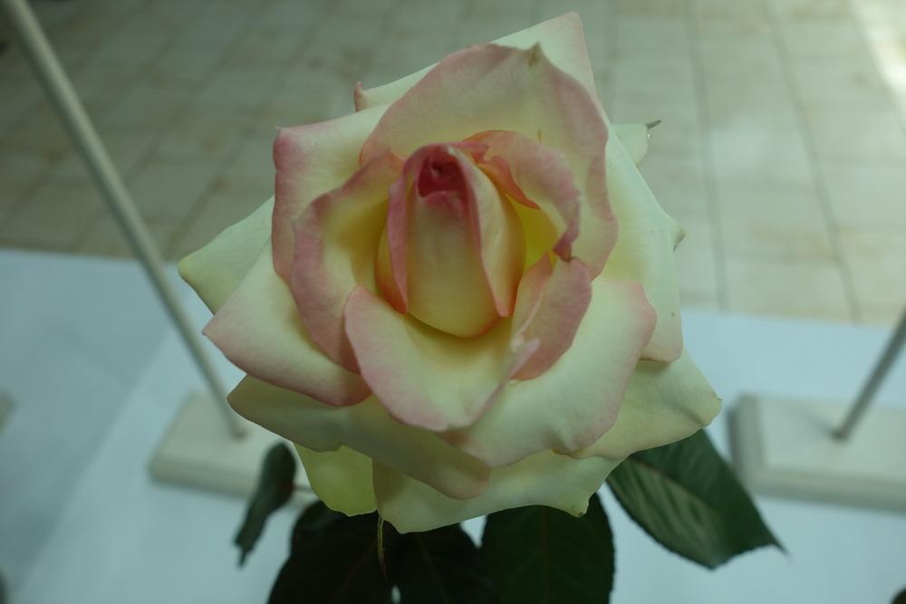 Rose (Rosa 'Crystal Palace') in the Roses Database - Garden.org