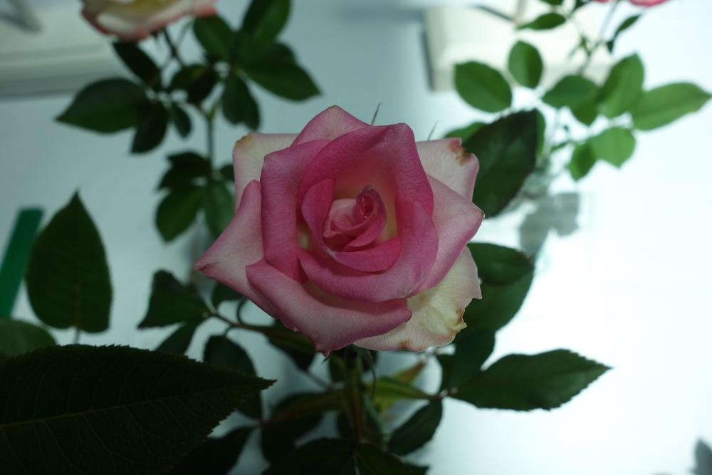 Photo of the bloom of Rose (Rosa 'Joy') posted by mellielong - Garden.org