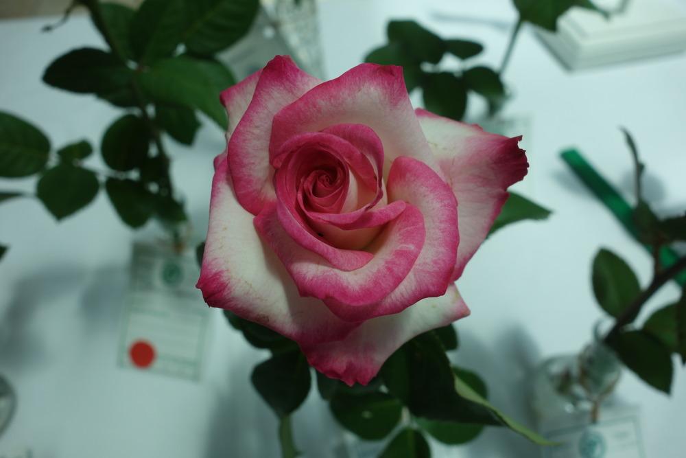 Rose (Rosa 'First Choice') in the Roses Database - Garden.org