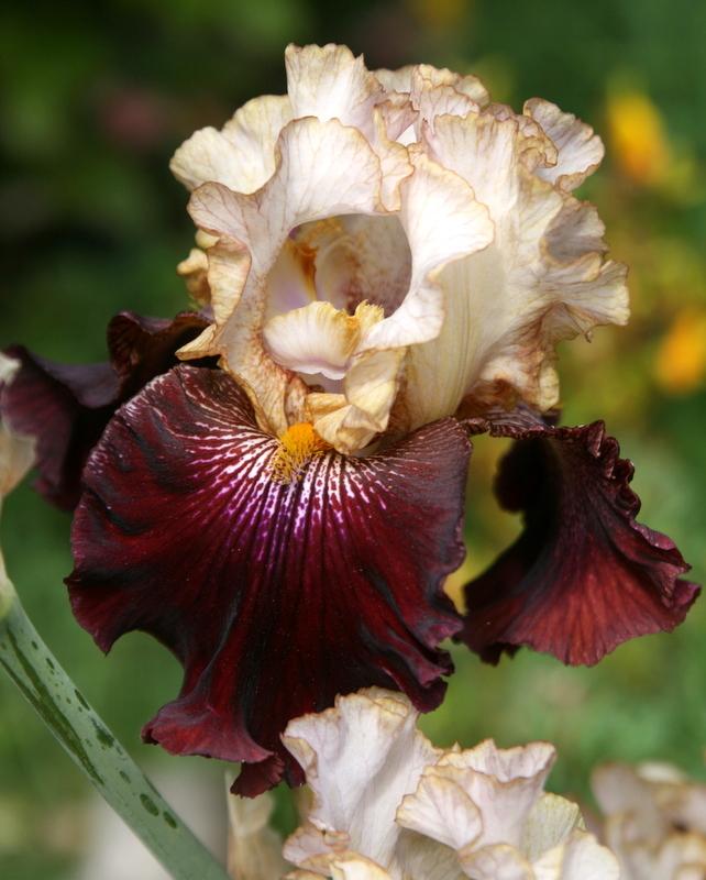 Photo of the bloom of Tall Bearded Iris (Iris 'Rum and Coke') posted by ...