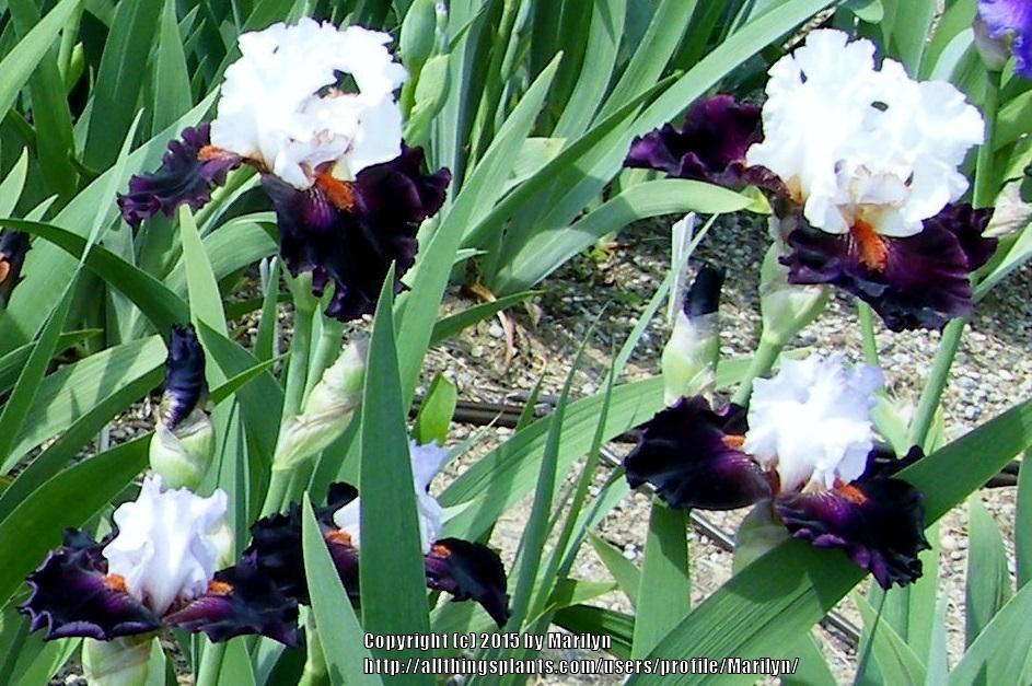 Photo of the bloom of Tall Bearded Iris (Iris 'Starring') posted by ...