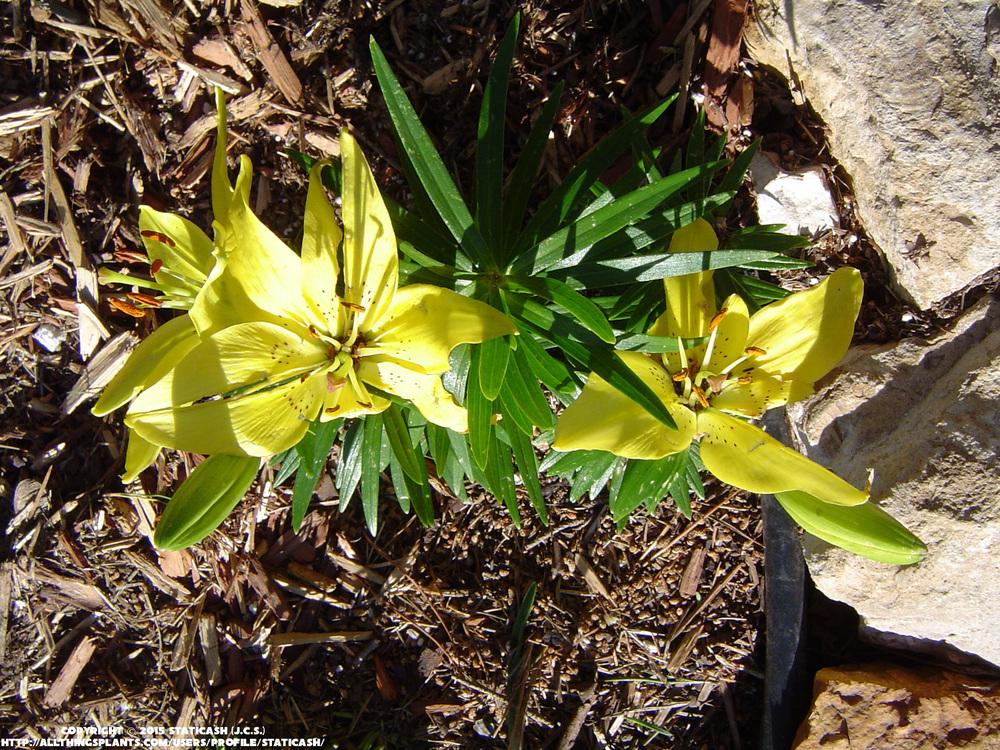 Lily (Lilium Bright Pixie) in the Lilies Database - Garden.org