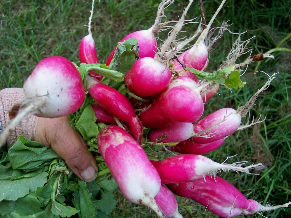 Radish (Raphanus sativus 'Fire 'n Ice') in the Radishes Database ...