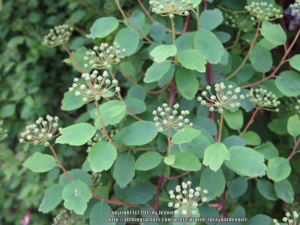 Photo of the closeup of buds, sepals and receptacles of Van Houtte ...
