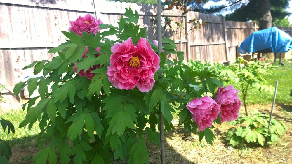 Photo of the entire plant of Japanese Tree Peony (Paeonia x ...