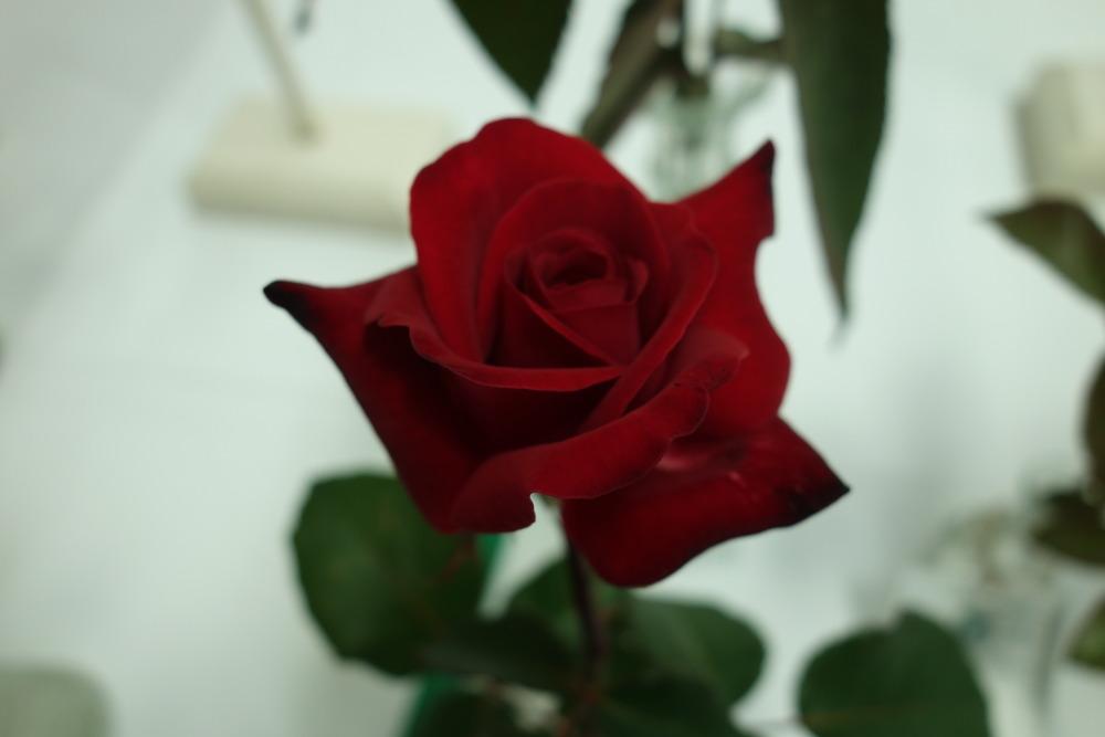 Rose (Rosa 'Robin Alonso') in the Roses Database - Garden.org