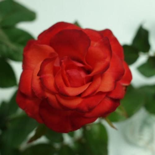 Rose (Rosa 'Tabasco Cat') in the Roses Database - Garden.org