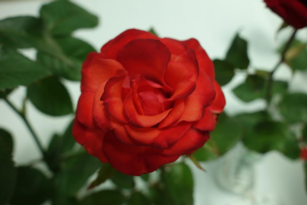 Rose (Rosa 'Tabasco Cat') in the Roses Database - Garden.org