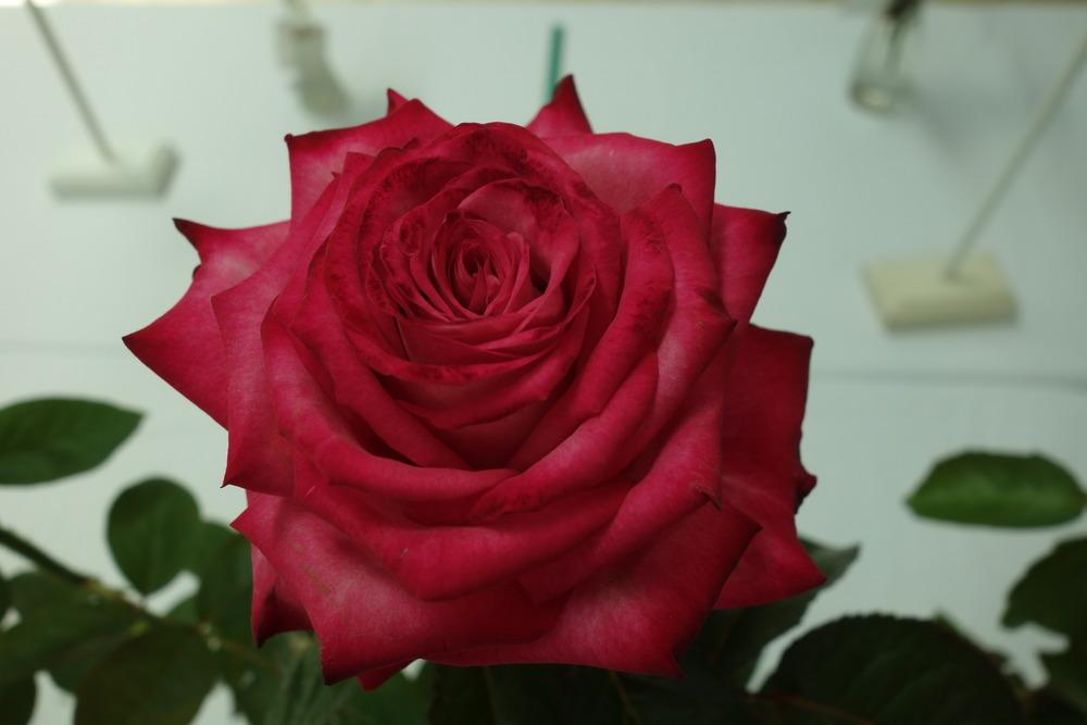 Rose (Rosa 'Eddie Edwards') in the Roses Database - Garden.org