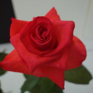 Rose (Rosa 'Raphaela') in the Roses Database - Garden.org