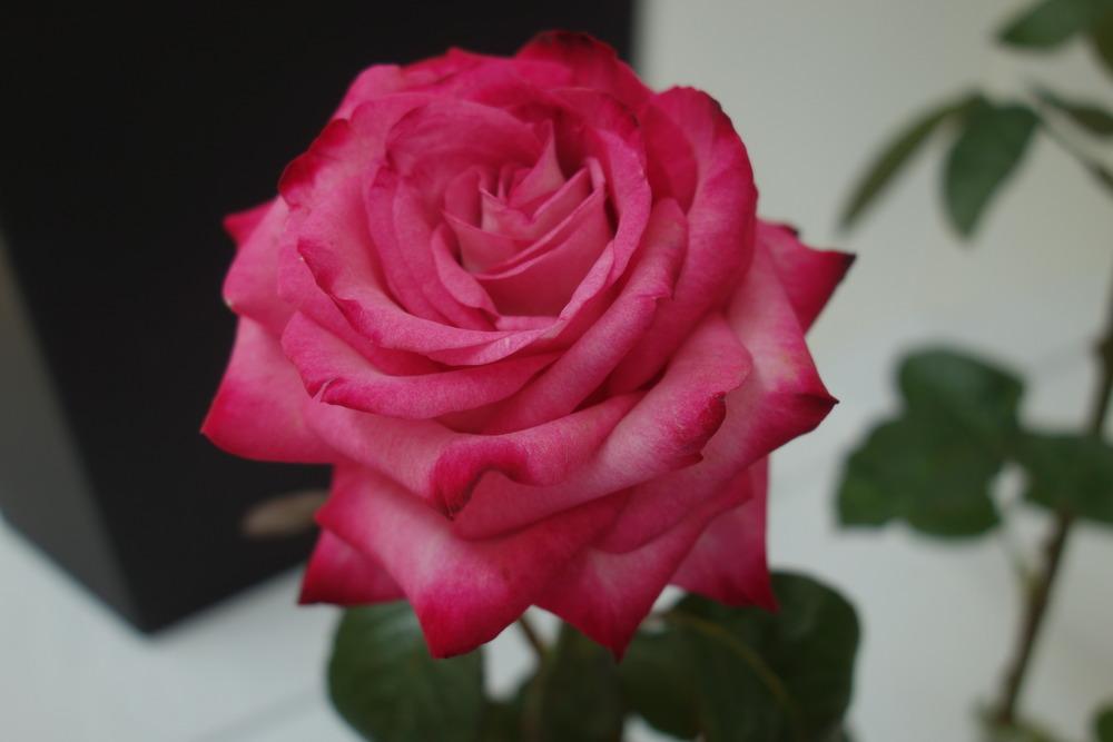 Rose (Rosa 'My Lady Barbara') in the Roses Database - Garden.org