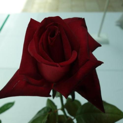 Rose (Rosa 'Big Ben') in the Roses Database - Garden.org