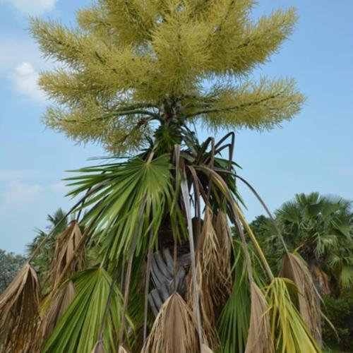 Buri Palm (Corypha utan) - Garden.org