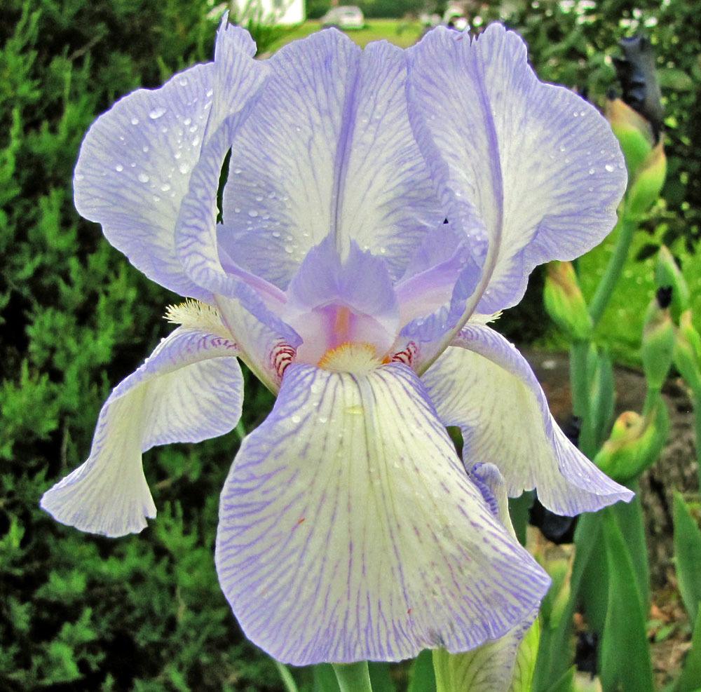 Tall Bearded Iris (Iris 'True Charm') in the Irises Database - Garden.org
