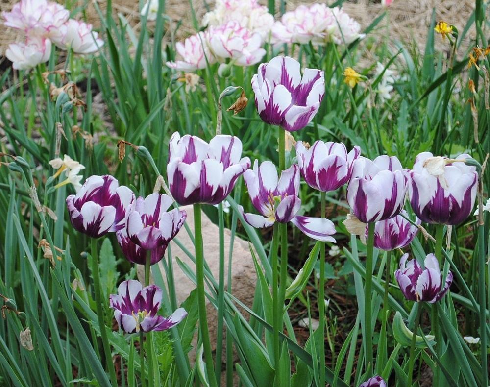 Photo of the entire plant of Tulip (Tulipa 'Rems Favourite') posted by ...