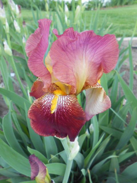 Intermediate Bearded Iris (Iris 'Apache') in the Irises Database ...
