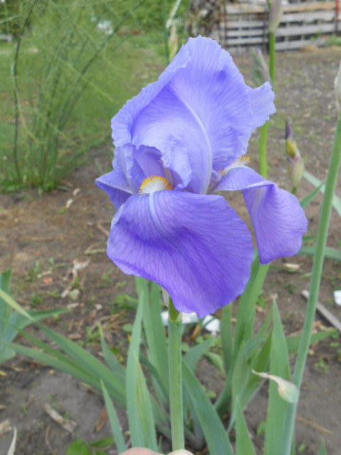 Tall Bearded Iris (Iris 'Empress of India') in the Irises Database ...