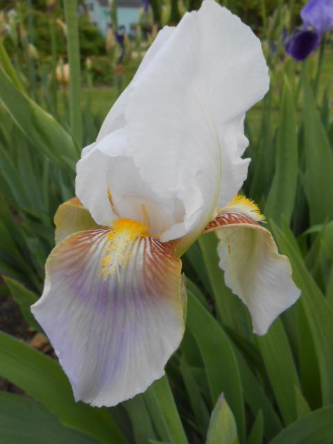 Tall Bearded Iris (Iris 'Mist Glow') in the Irises Database - Garden.org