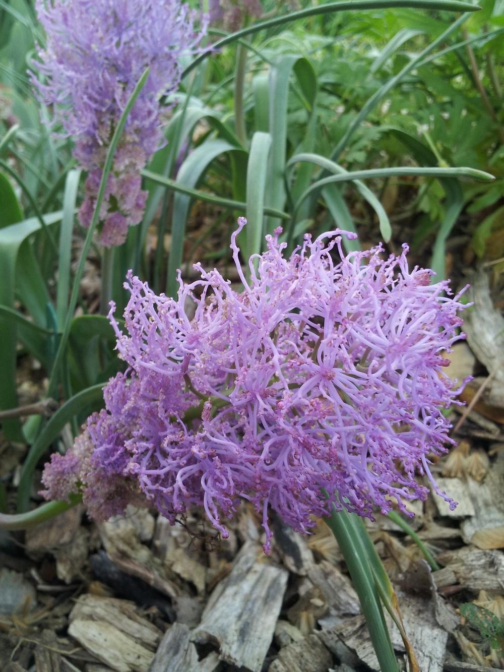 Feather Hyacinth (Leopoldia comosa 'Plumosum') - Garden.org