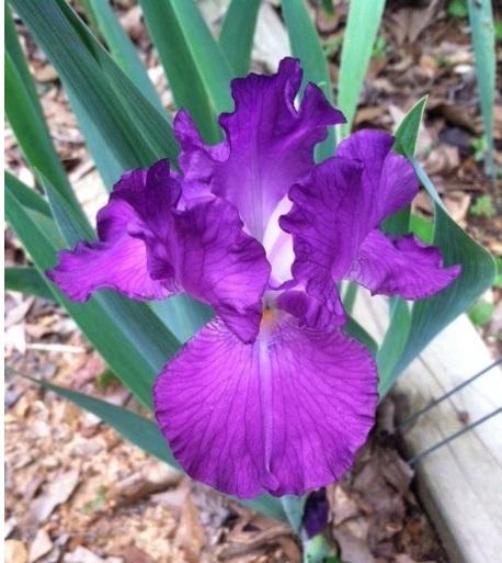 Border Bearded Iris (Iris 'Teapot Tempest') in the Irises Database ...