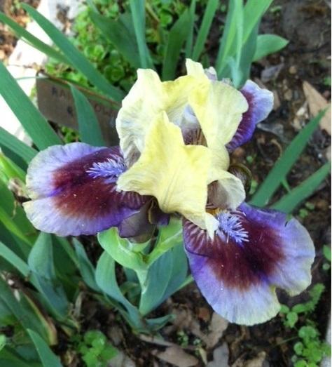 Photo of the bloom of Standard Dwarf Bearded Iris (Iris 'Rainbow Rim') posted by grannysgarden ...