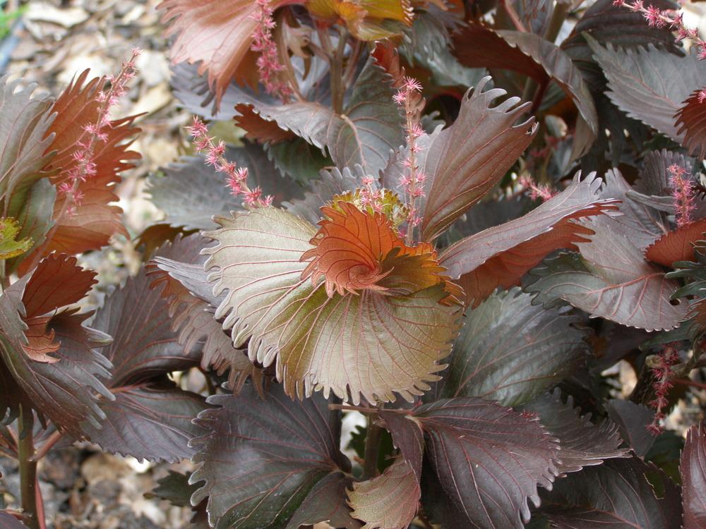 Copper Plant (Acalypha wilkesiana 'Curly-Q') - Garden.org