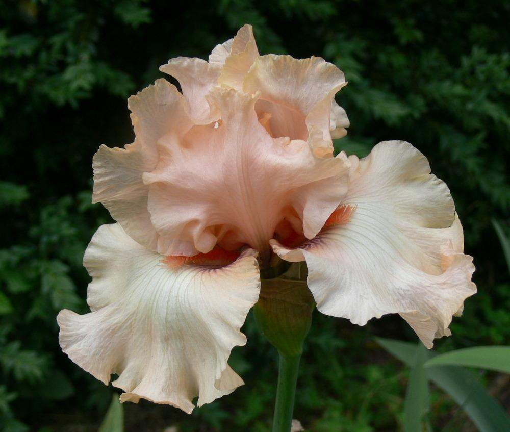 Tall Bearded Iris (Iris 'Candy Clouds') in the Irises Database - Garden.org