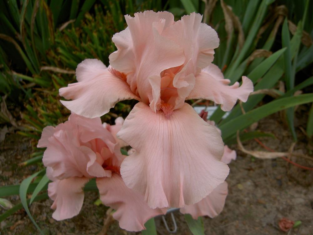 Tall Bearded Iris (Iris 'I Pink I Can') in the Irises Database - Garden.org
