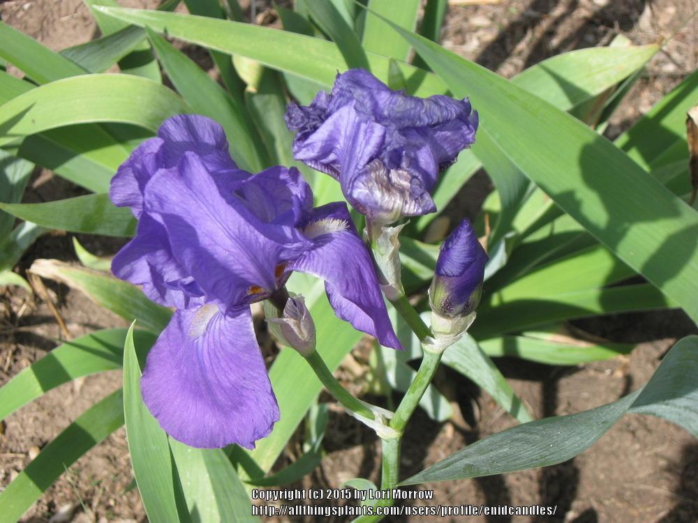 Tall Bearded Iris (Iris 'Princess Royal') in the Irises Database ...