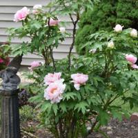 Photo of the entire plant of Japanese Tree Peony (Paeonia x ...