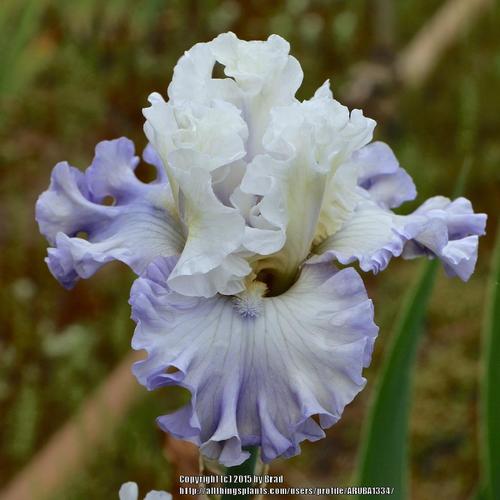Tall Bearded Iris (Iris 'Innocent Miss') in the Irises Database ...